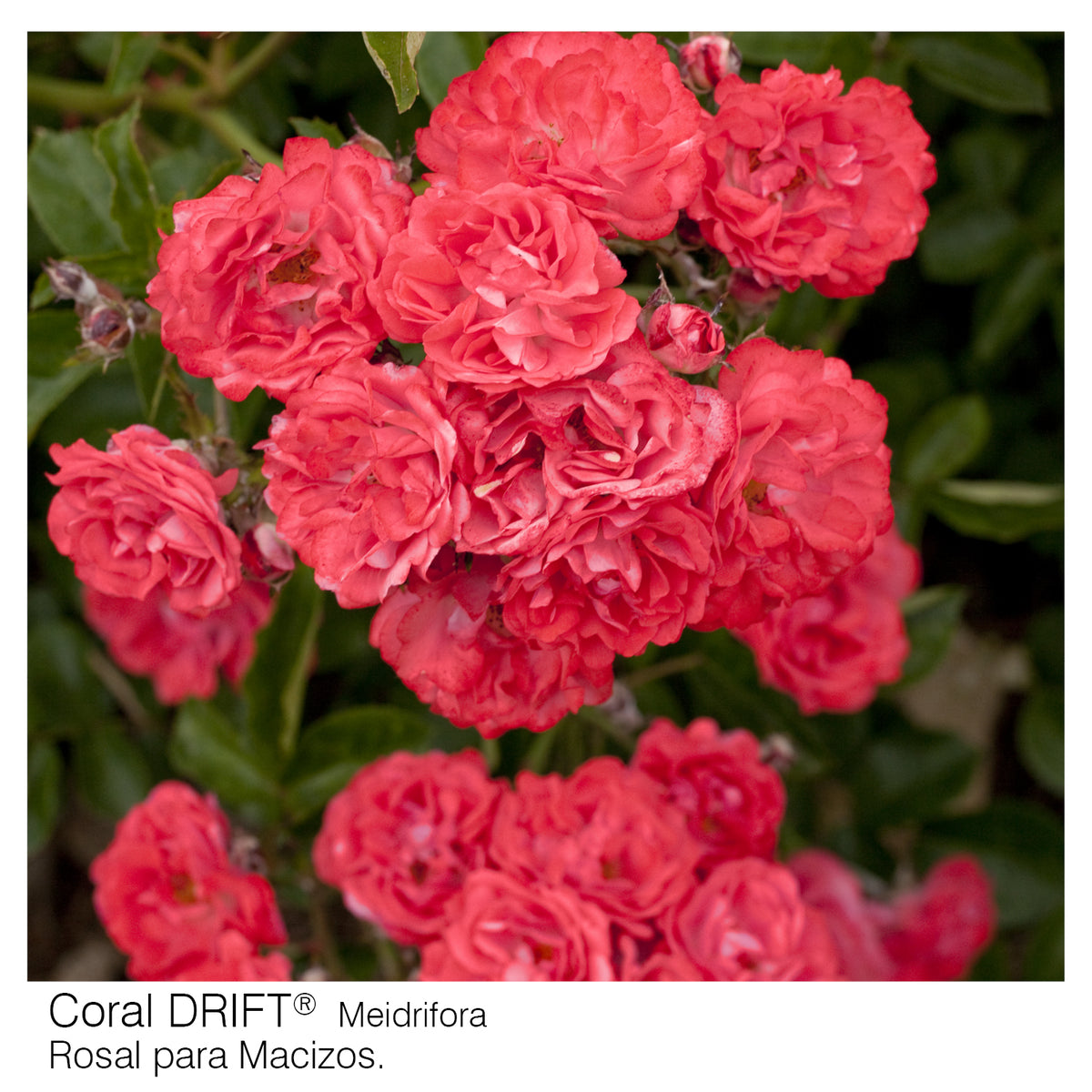 Rosal Coral Drift – El Nou Garden
