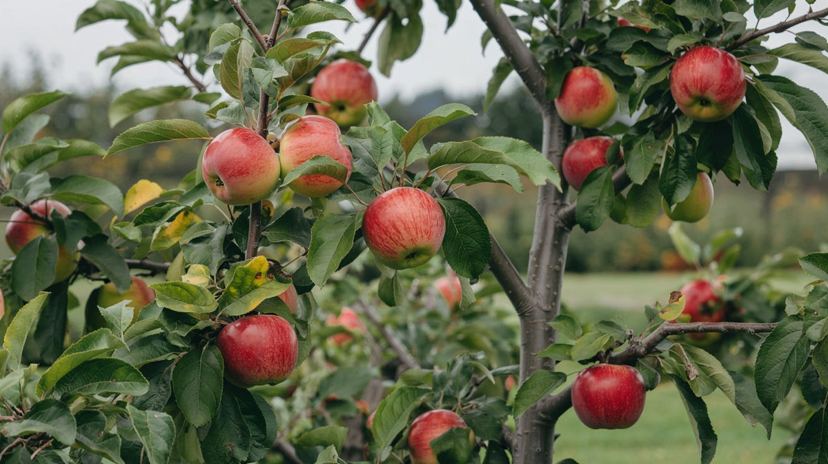 Guía del Manzano Fuji: Cultivo, Cuidados y Beneficios – El Nou Garden