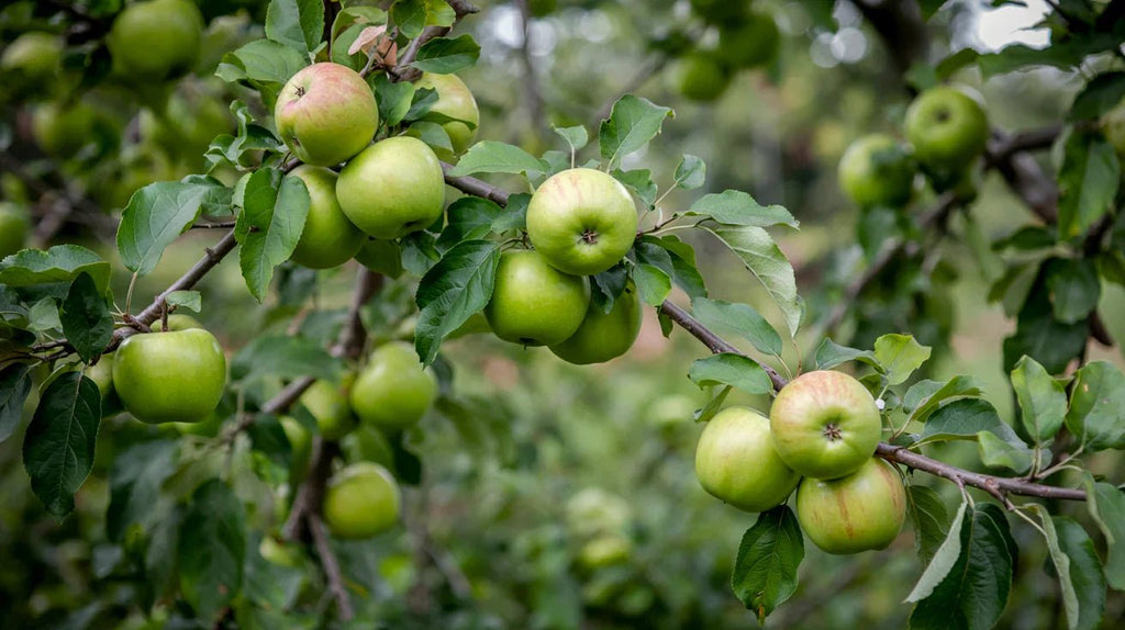 Manzano Granny Smith: Cultivo y Beneficios de sus Frutos – El Nou Garden