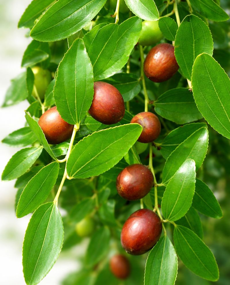 Azufaifos - Ziziphus – El Nou Garden