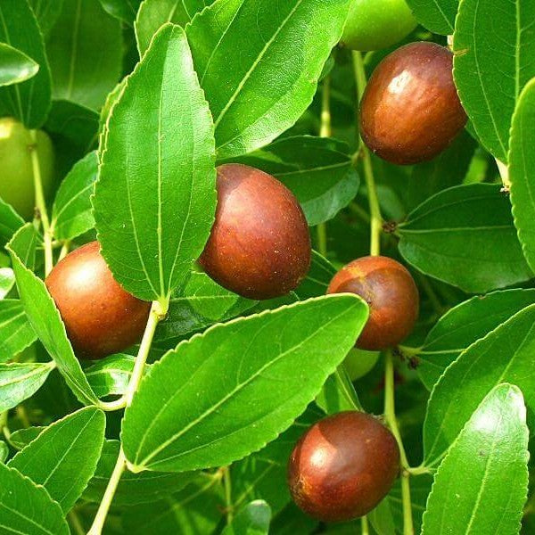 Azufaifos - Ziziphus – El Nou Garden