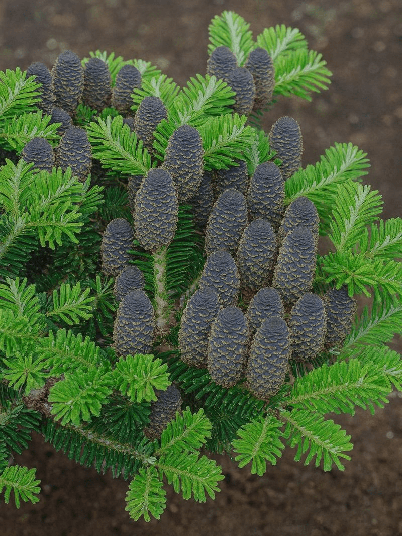 Coníferas Pinales | Pinos y abetos para jardín – El Nou Garden