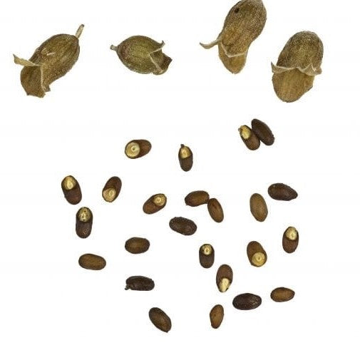 Otras semillas BIO - ECO - Naturales – El Nou Garden