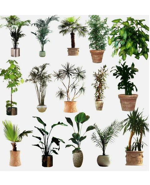 Plantas interior decorativas – El Nou Garden