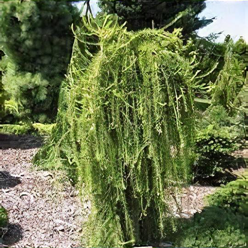 Alerce del Japón llorón Stiff Weeper - Larix kaempferi – El Nou Garden