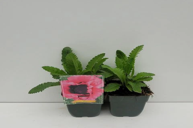 Amapola oriental Raspberry Queen - Papaver orientale – El Nou Garden