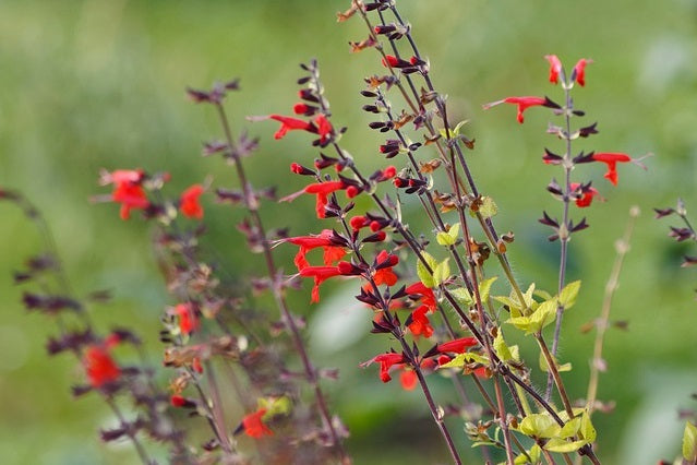 Salvia 'Royal Bumble' - Salvia greggii – El Nou Garden