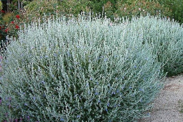 Teucrium fruticans – El Nou Garden