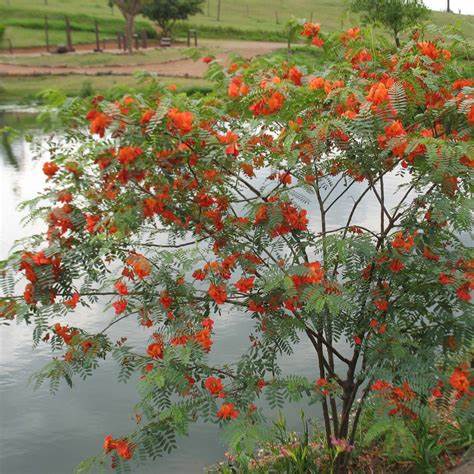 Acacia mansa - Sesbania punicea – El Nou Garden