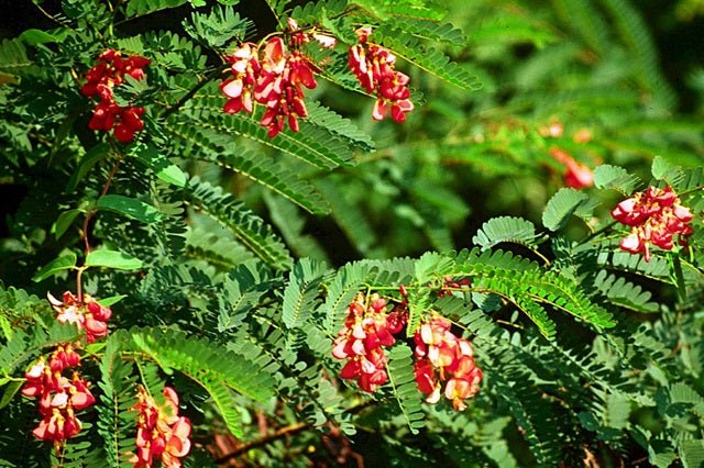 Acacia mansa - Sesbania punicea – El Nou Garden