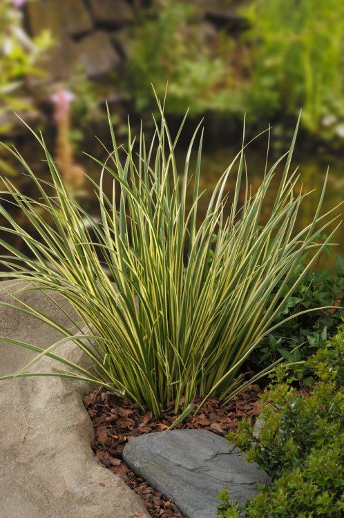 Acoro gramíneo Argenteostriatus - Acorus gramineus – El Nou Garden