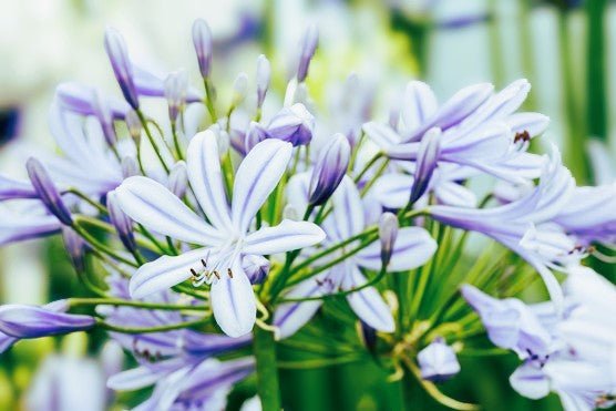Agapanto Enigma - Agapanthus africanus – El Nou Garden