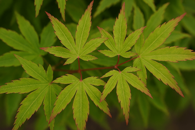 Arce japonés Little Princess - Acer palmatum ‘Little Princess’ – El Nou ...