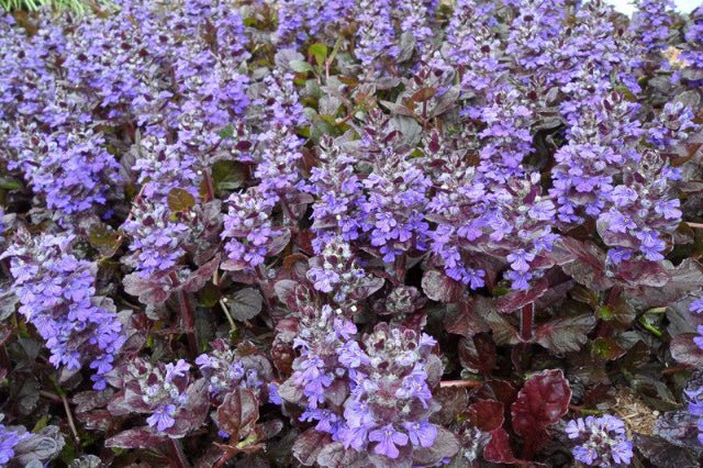 Búgula Black Scallop - Ajuga reptans – El Nou Garden