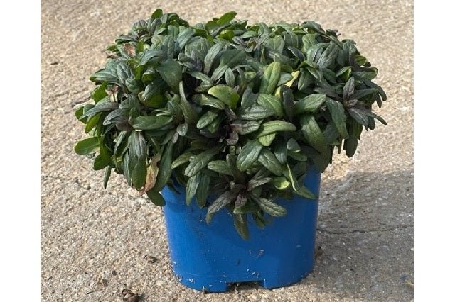 Búgula Cocolate Chip - Ajuga reptans – El Nou Garden
