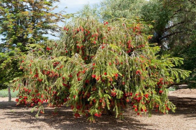 Calistemon llorón - Callistemon viminalis – El Nou Garden