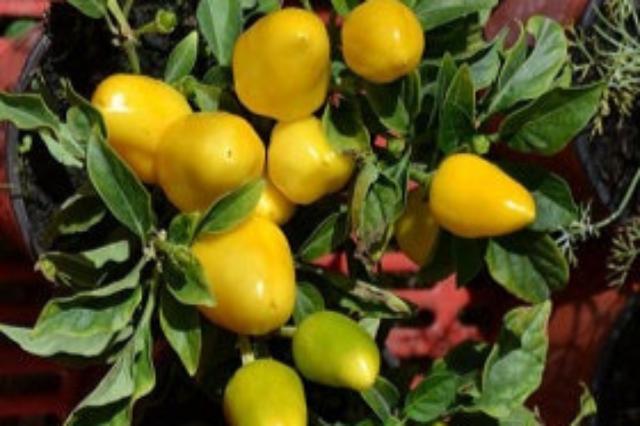 Chile Amarillo salsa - Capsicum annuum - Semillas naturales – El Nou Garden