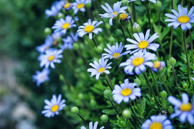 Felicia amelloides 'Felicitara Blue' – El Nou Garden