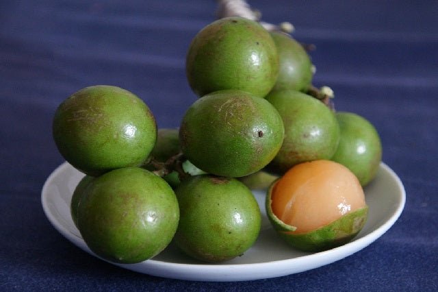 Mamoncillo - Melicoccus Bijugatus – El Nou Garden