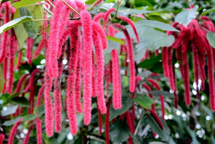 Moco de pavo - Acalypha hispida – El Nou Garden