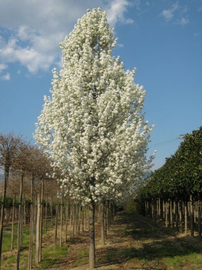 Peral de flor - Pyrus calleryana 'Chanticleer' – El Nou Garden