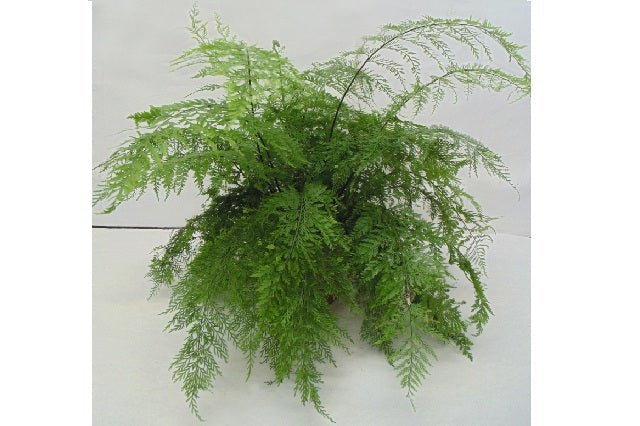 Pikopiko - Asplenium bulbiferum – El Nou Garden