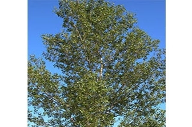 Álamo negro - Populus nigra – El Nou Garden