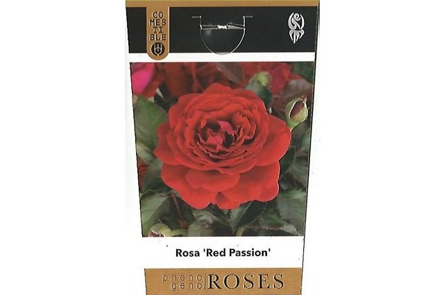 Rosal comestible 'Red Passion' – El Nou Garden