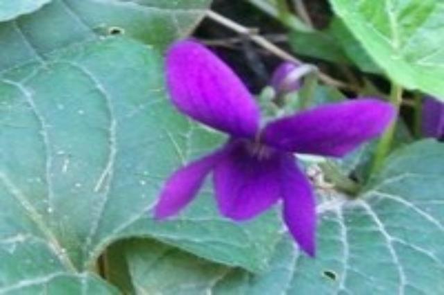 Semillas Violeta - Viola odorata - Semillas naturales – El Nou Garden