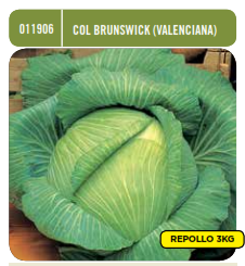 Col repollo Brunswick-Valenciana - Semillas - Batlle – El Nou Garden