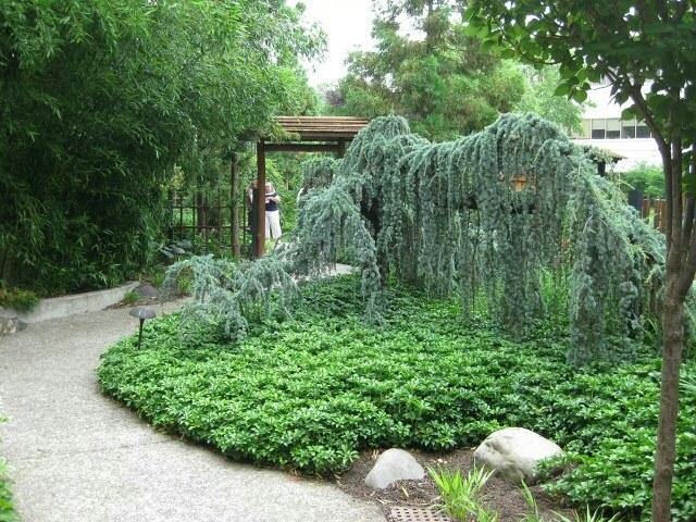 Cedro azul del Atlas Pendula - Cedrus atlantica glauca pendula – El Nou ...
