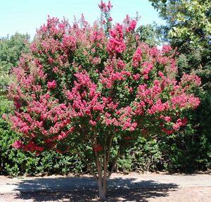 Árbol de Júpiter Rosa - Lagerstroemia indica – El Nou Garden