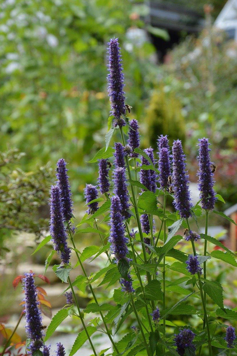 Agastache - Agastache astromontana – El Nou Garden