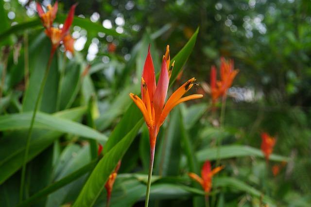 Avecilla - Heliconia psittacorum – El Nou Garden