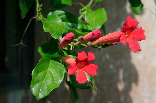 Comprar plantas online | Jardín, interior y huerto – Página 25 – El Nou ...