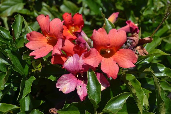 Bignonia cherere - Distictis buccinatoria – El Nou Garden