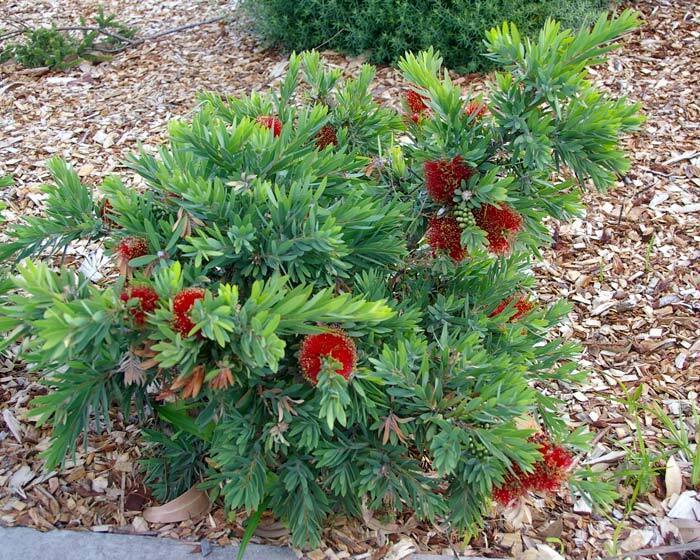 Calistemon llorón Little John - Callistemon viminalis – El Nou Garden