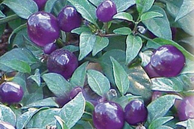 Chile Filius Blue - Capsicum annuum - Semillas naturales – El Nou Garden