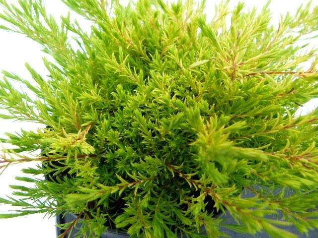 Diosma Sunset Gold - Diosma hirsuta sunset gold – El Nou Garden