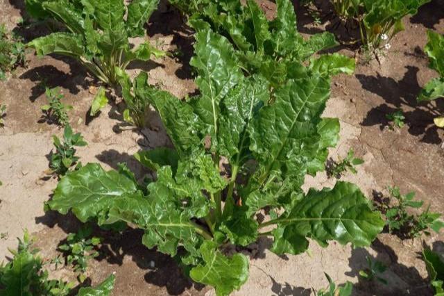 Llavors germinades Bleda - Beta vulgaris – El Nou Garden