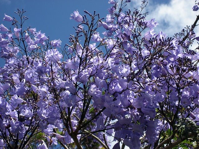 Árboles de flores azules o lilas – El Nou Garden