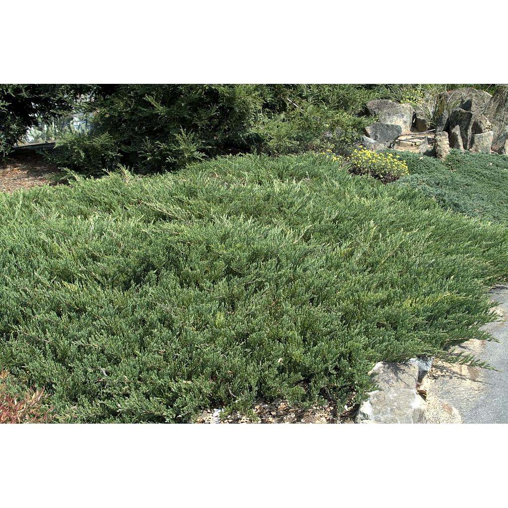 Junípero horizontal Andorra Compacta - Juniperus horizontalis – El Nou ...