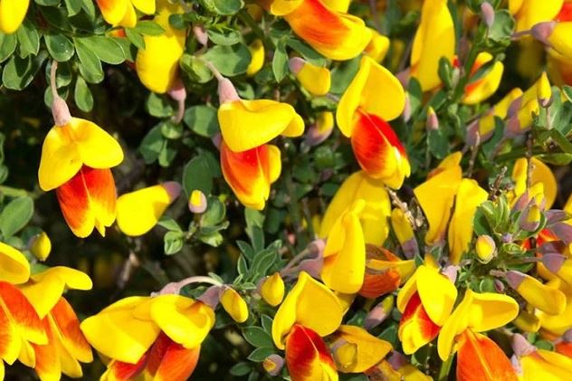 Retama de colors - Cytisus praecox – El Nou Garden